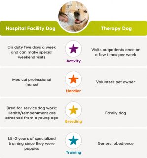 Hospital Facility Dogs Program – Shine On! Kids